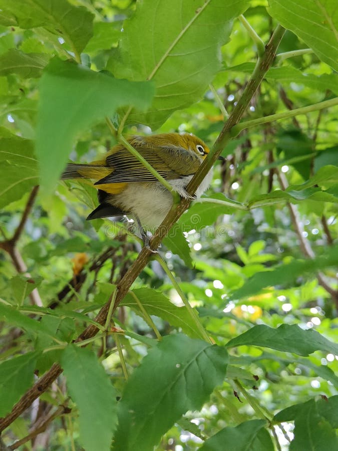 A Cute Bird Sitting on the Branches of a Tree Stock Image - Image of ...