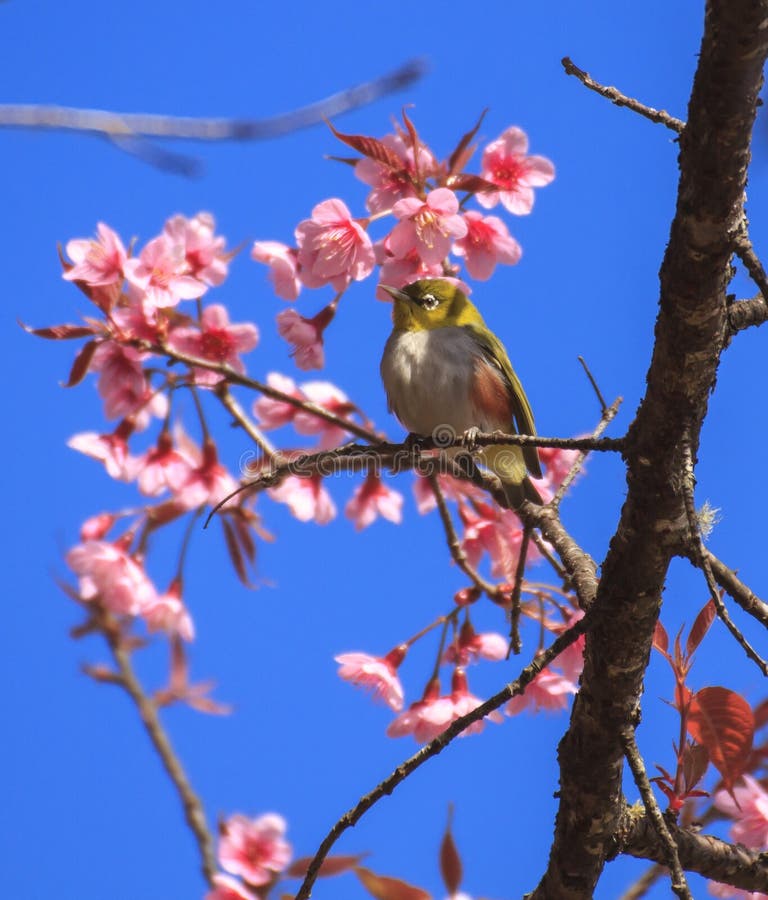 Cute Bird Sitting on Cherry Blossom Tree Stock Photo - Image of flower ...