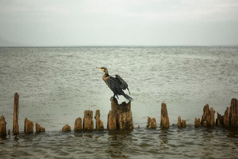A bird sitting on a log stock image. Image of flouvers - 94271323