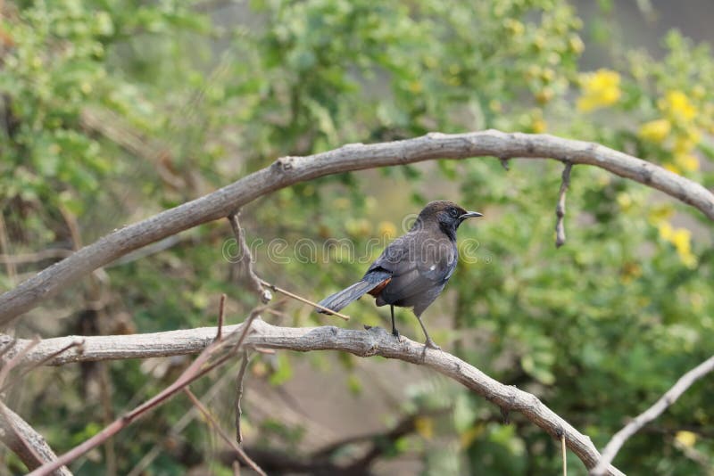Cute Bird Sitting on the Tree Stock Image - Image of legs, tail: 211209685