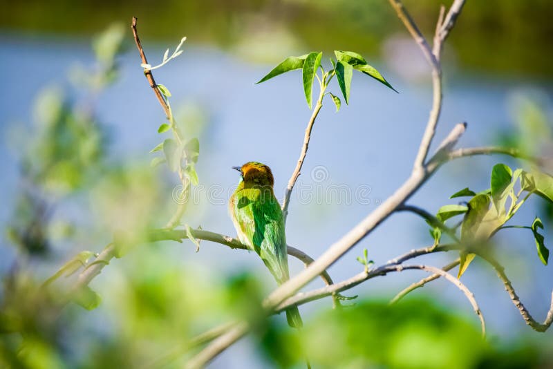 Cute Bird Sitting on Tree with Blur Background Stock Photo - Image of ...