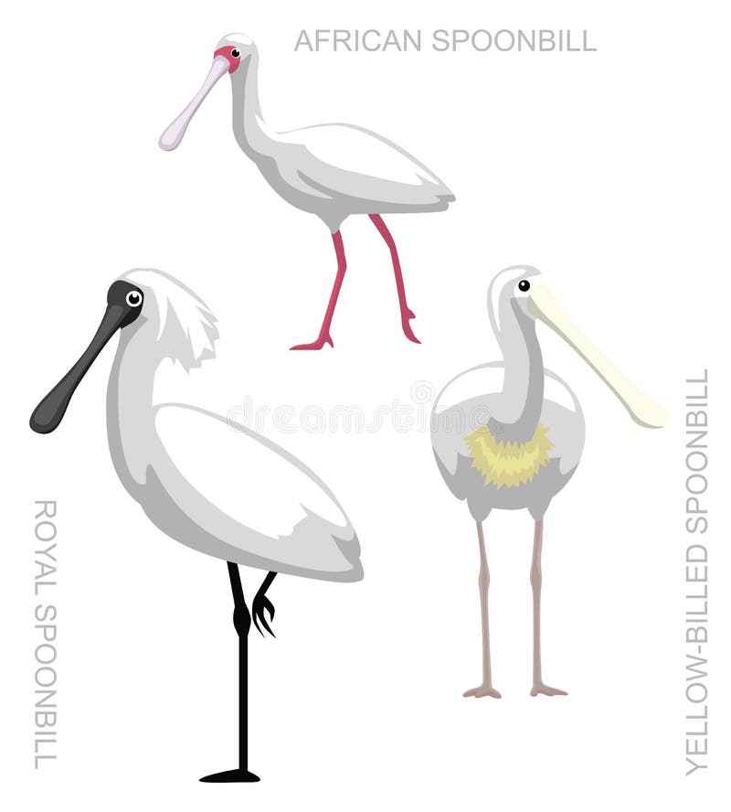 Cute Bird Spoonbill Set Cartoon Vector Stock Vector - Illustration of ...