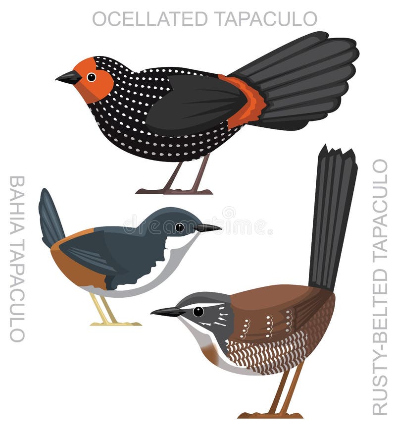 Cute Bird Tapaculo Set Cartoon Vector Stock Vector - Illustration of migratory, endemic: 290092211
