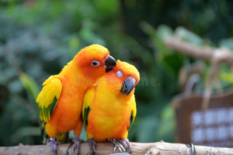 Popinjay bird stock photo. Image of beak, multicoloured - 16146956