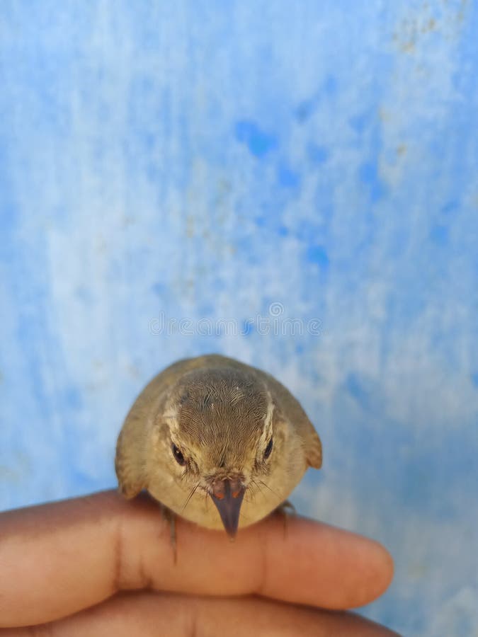 Cute birds in the finger stock photo. Image of branch - 200399322