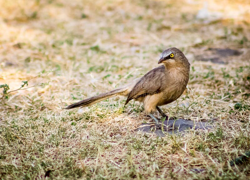 Cute Birds outdoor cute stock photo. Image of birds, daytime - 89268848