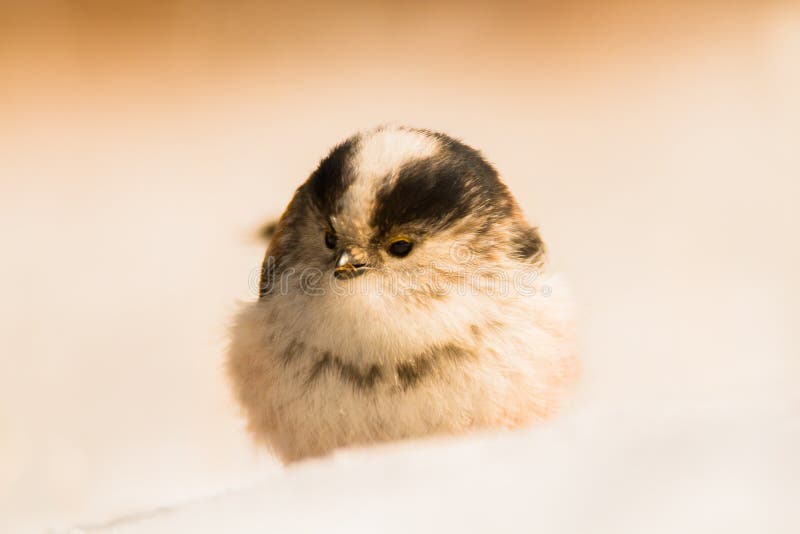 Cute birds in snow stock photo. Image of december, finch - 231312480