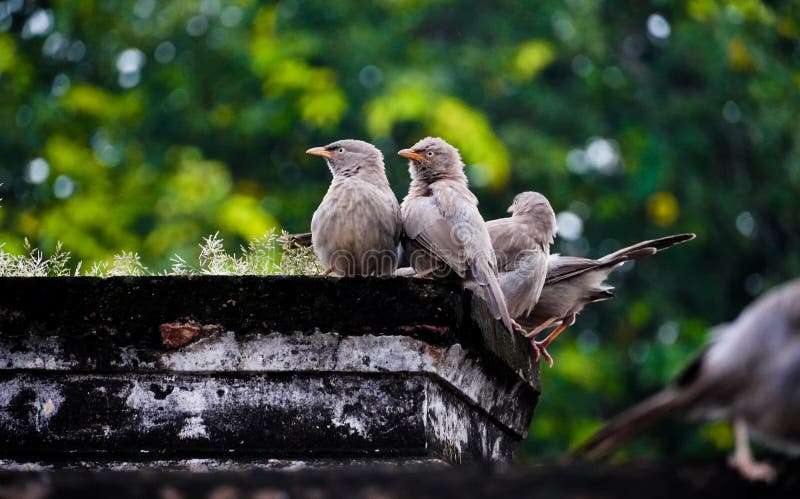 Cute Birds on Tree at Outdoor Shoot Editorial Photography - Image of ...