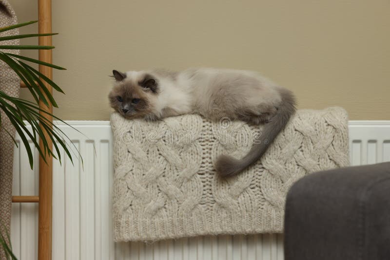 Cute Birman Cat on Radiator with Knitted Plaid Indoors Stock Image ...