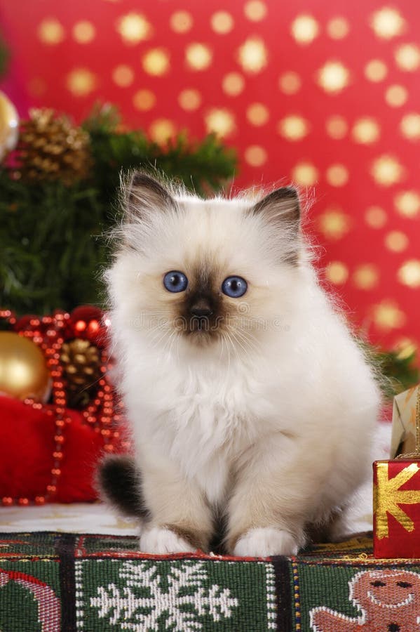 Cute Birman Kitten in Front of Red Christmas Background Stock Photo ...