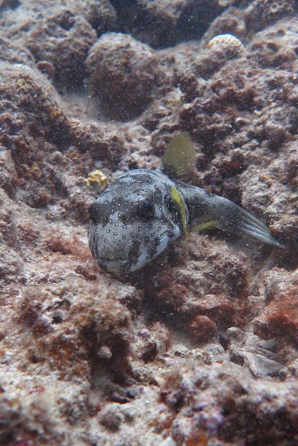 Balloonfish in Sea Rod stock photo. Image of oceanography - 15661394