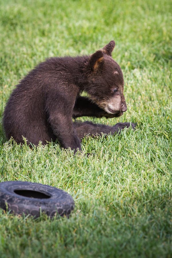 Cute black bear cub stock image. Image of spring, play - 42171463
