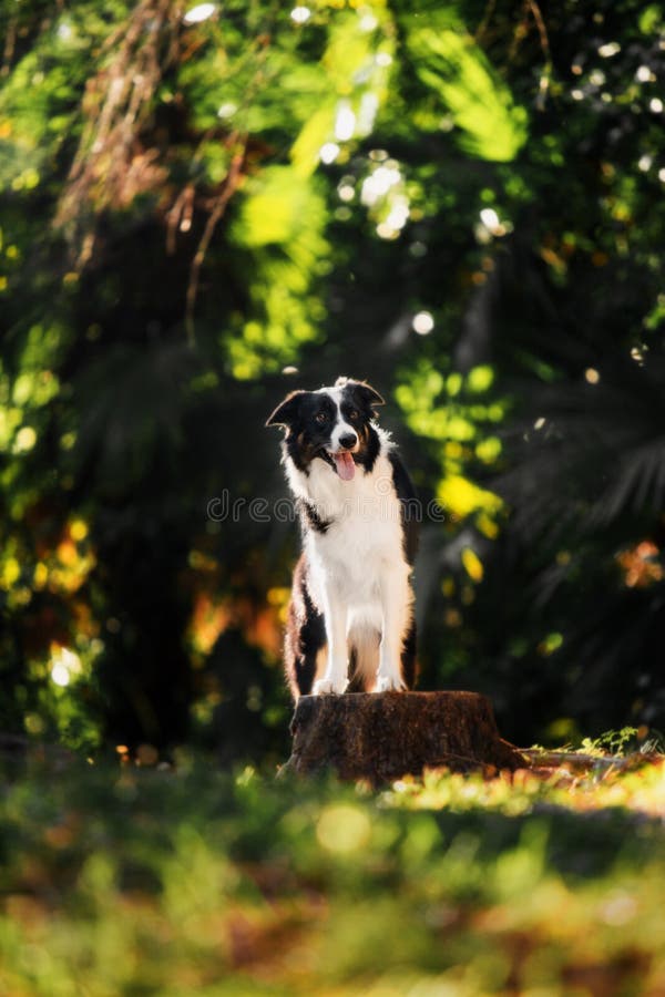 Cute Black Border Collie in Summer Forest Stock Photo - Image of beauty ...