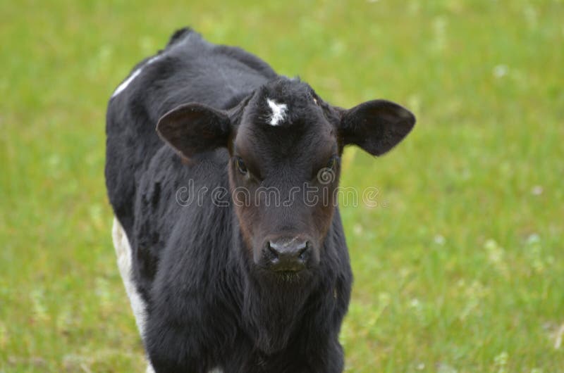 Cute Black Calf Standing in a Field in Ireland Stock Photo - Image of ...