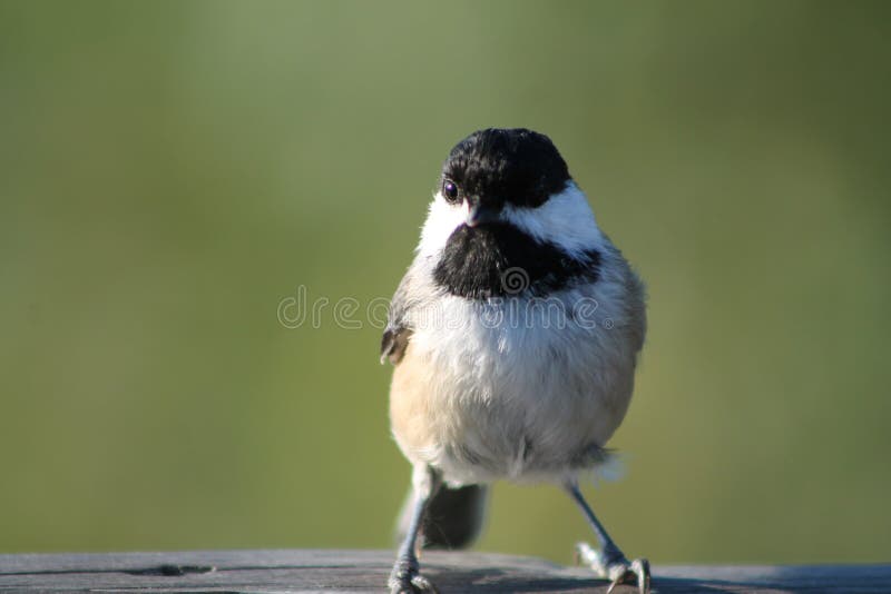 A Cute Black Capped Chickadee Bird Stock Image - Image of outdoors ...