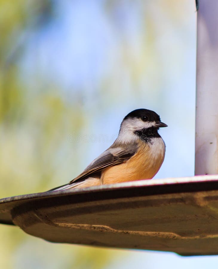Cute Black-capped Chickadee Posed Perfectly. Stock Image - Image of ...