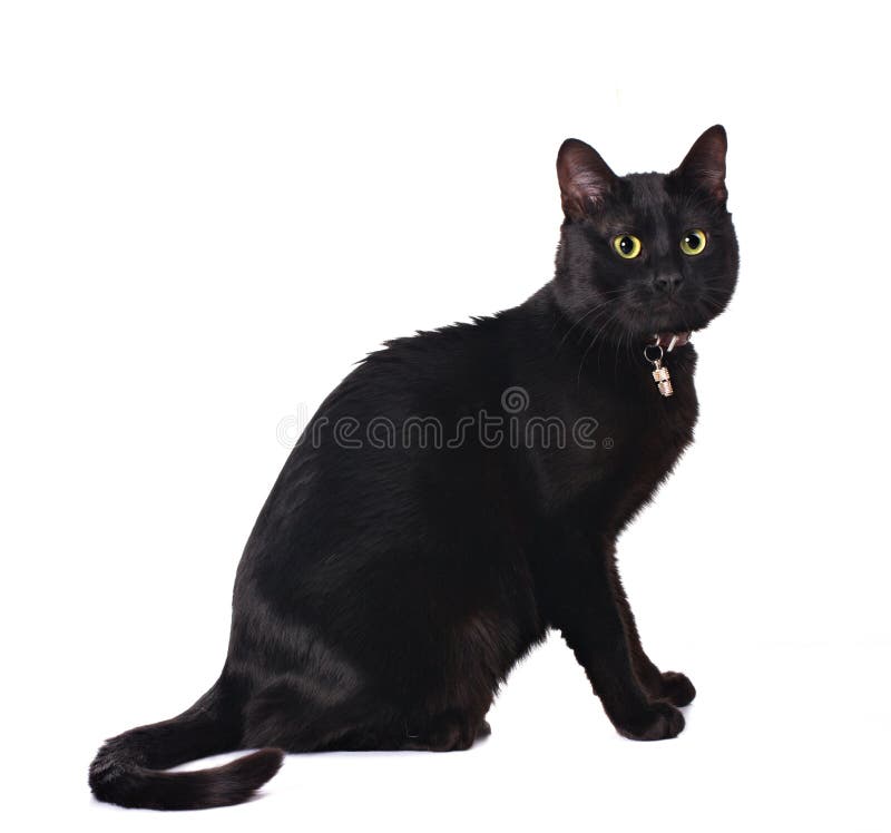 Cute black cat stock image. Image of moggi, waiting, black - 23979037