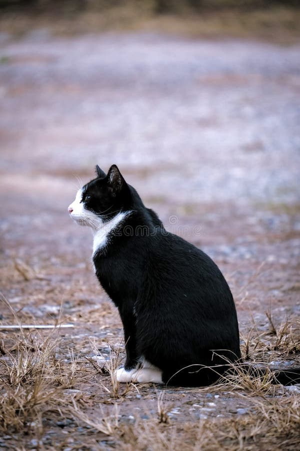 Cute black cat stock image. Image of black, cute, looking - 257132115