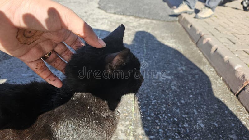 Cute Black Cat Geting Loved Stock Image - Image of animals, humans ...