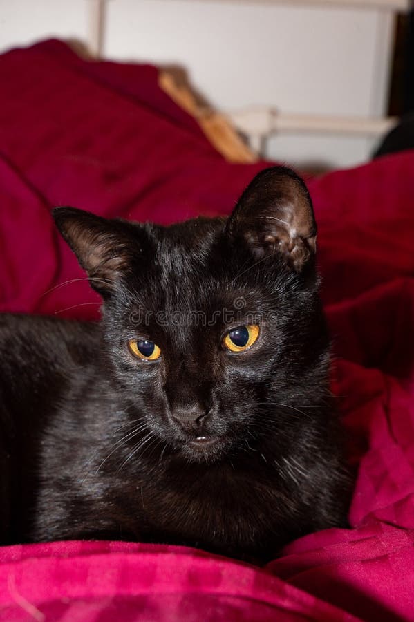 A cute black cat stock photo. Image of lazy, animal - 265360590