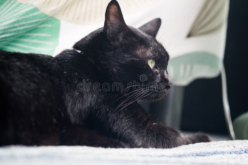 Cute Black Cat Looking Forward from Home Stock Image - Image of dark ...