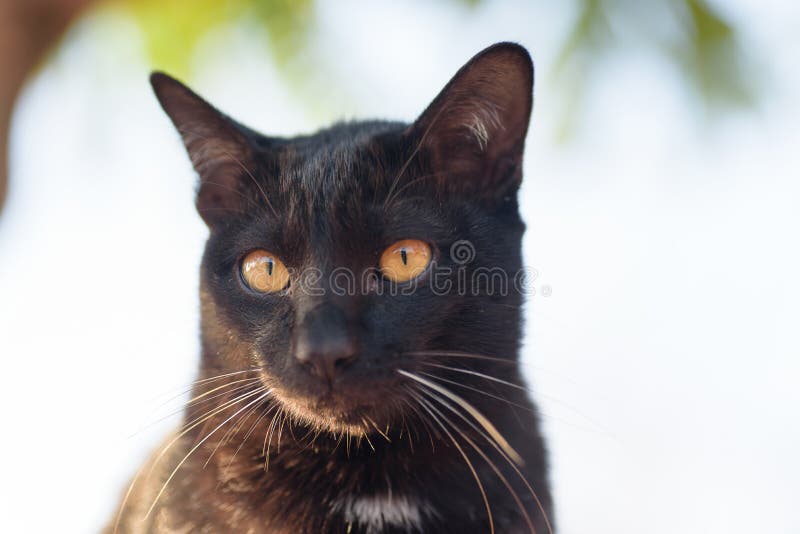 Cute Black Cat Looking Forward Stock Photo - Image of kitten, forward ...