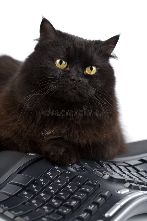 Cute Black Cat Over Keyboard Isolated Stock Image - Image of funny ...