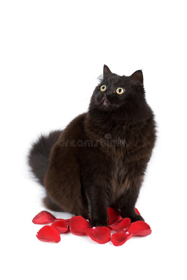 Cute Black Cat Sitting in Rose Petals Isolated Stock Photo - Image of ...