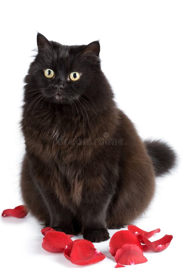 Cute Black Cat Sitting in Rose Petals Isolated Stock Image - Image of ...