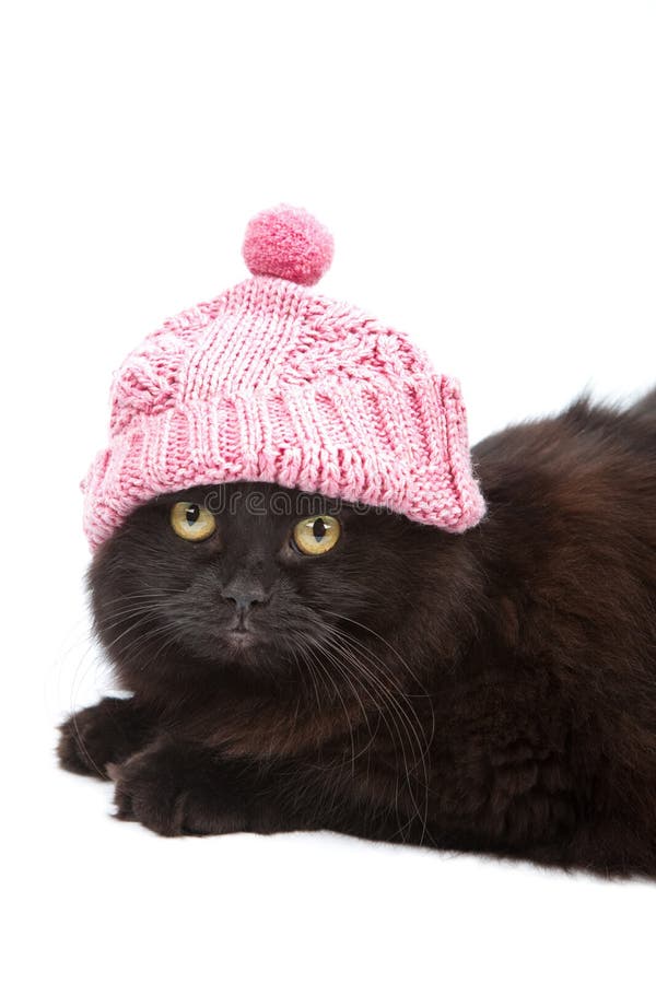 Cute Black Cat Wearing Pink Cap Isolated Stock Photo - Image of playful ...