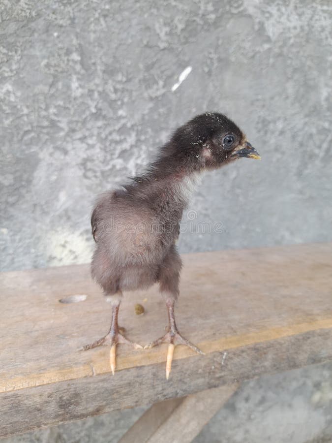A Cute Black Chick is Standing Posing for the Photo Stock Image - Image ...