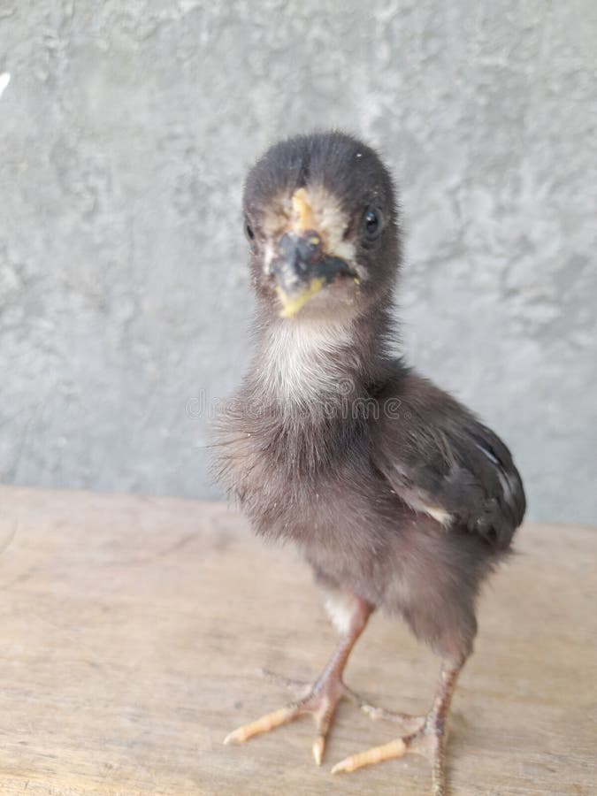 A Cute Black Chick is Standing Posing for the Photo Stock Image - Image ...