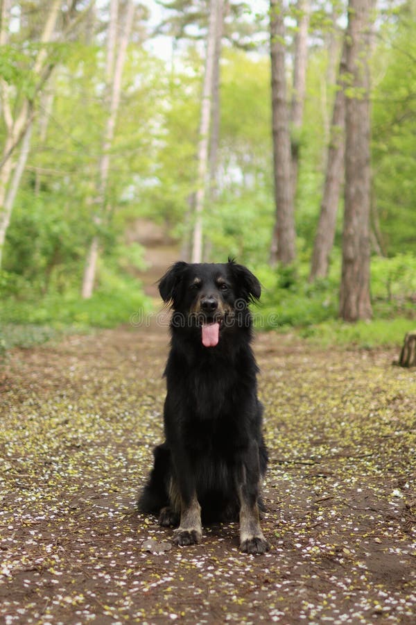 A Cute Black Dig is in the Forest Stock Image - Image of retriever ...
