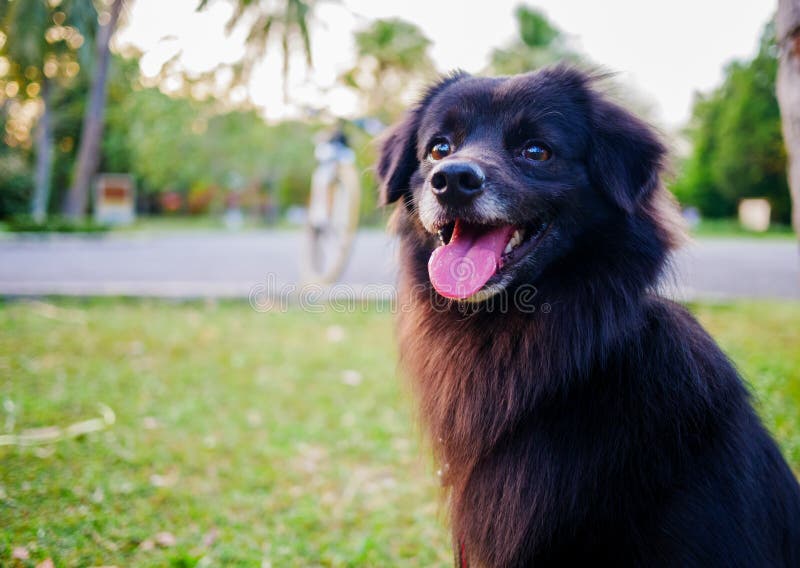 Cute Black Dog on Blurred Background Stock Photo - Image of grass ...