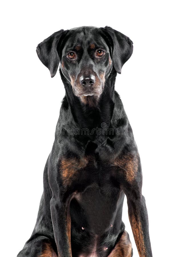 Cute Black Dog Staring at the Camera Stock Image - Image of animal ...