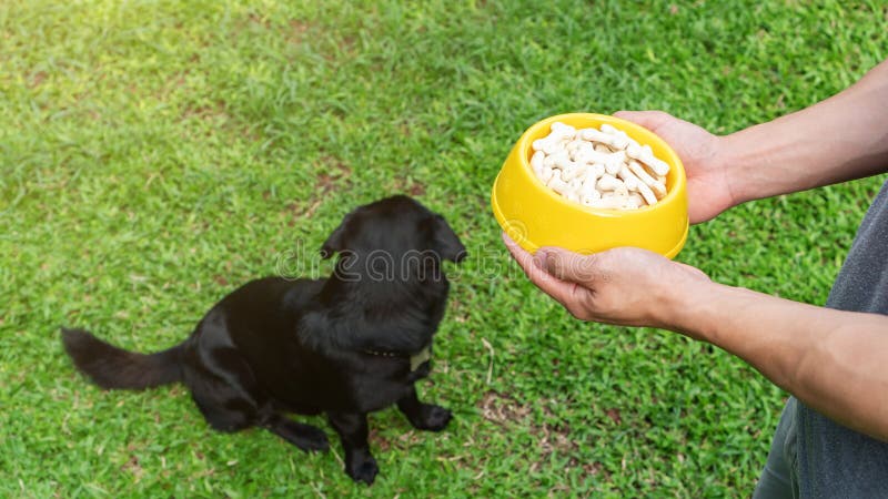 Cute Black Dog Waiting for Feeding from Man Stock Photo - Image of ...