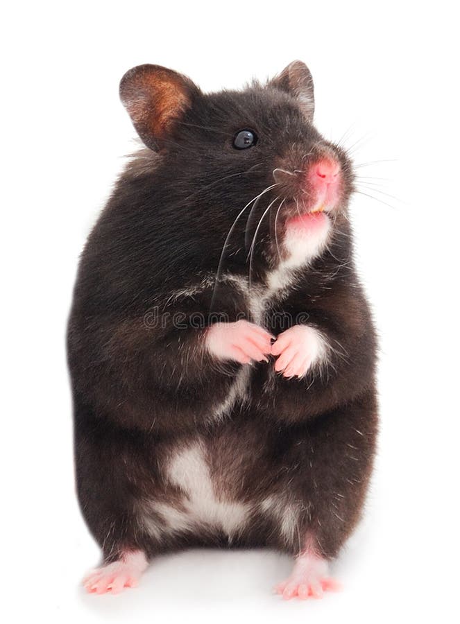 2,383 Black Hamster Photos - Free & Royalty-Free Stock Photos from ...