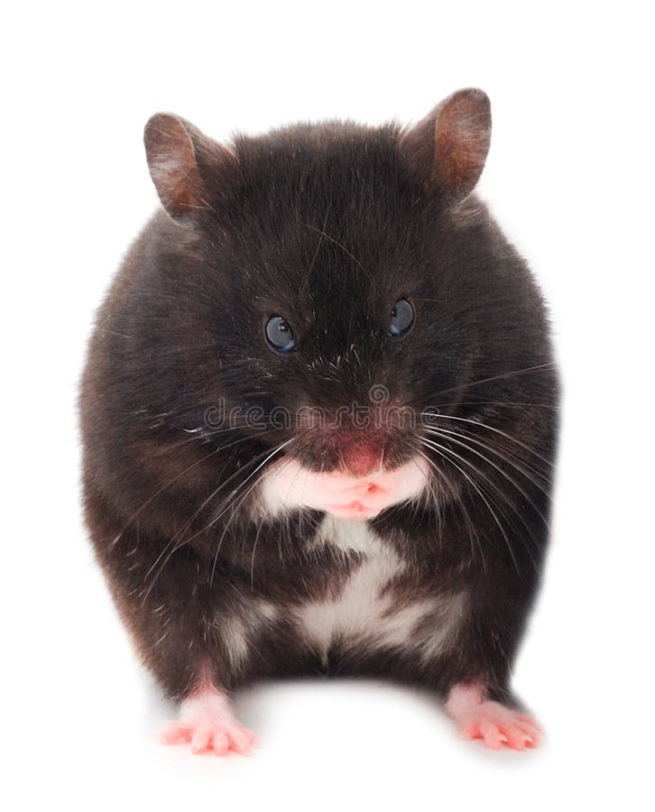 3,294 Black Hamster Stock Photos - Free & Royalty-Free Stock Photos ...
