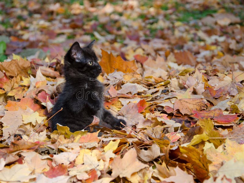 Cute Black Kitten in Leaves Stock Image - Image of kitty, cute: 31730293