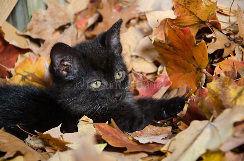 Cute Black Kitten in Leaves Stock Photo - Image of adorable, animal ...