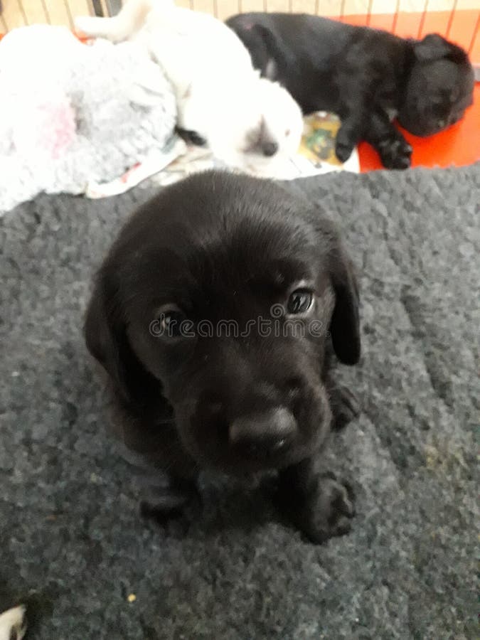 Cute Black Labrador Puppy Sitting on the Rug Stock Image - Image of ...