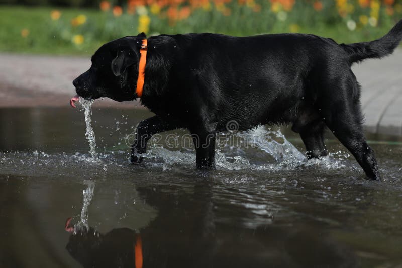 Cute Black Labrador Retriever Playing in Puddle in the Park Stock Photo ...