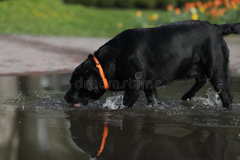 Cute Black Labrador Retriever Playing in Puddle in the Park Stock Image ...