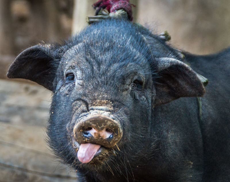 Cute Black Pig with Its Tongue Out Stock Image - Image of closeup, tongue: 255173653