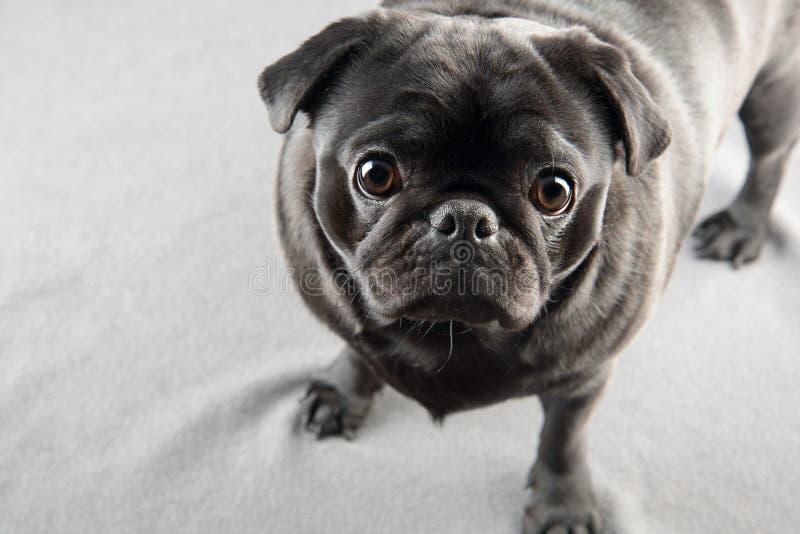 Portrait Of Black And Grey Pug Dog Stock Photo - Image of woodlands ...