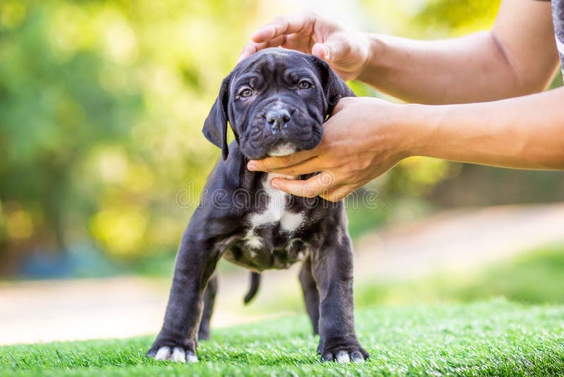 Cute Black Pitbull Puppy