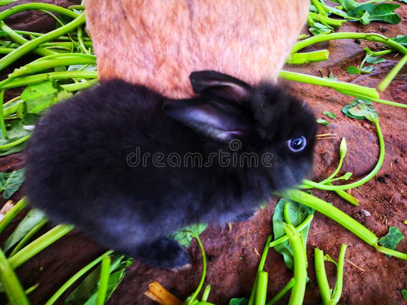 Cute black rabbit 01 stock image. Image of domestic - 128467503