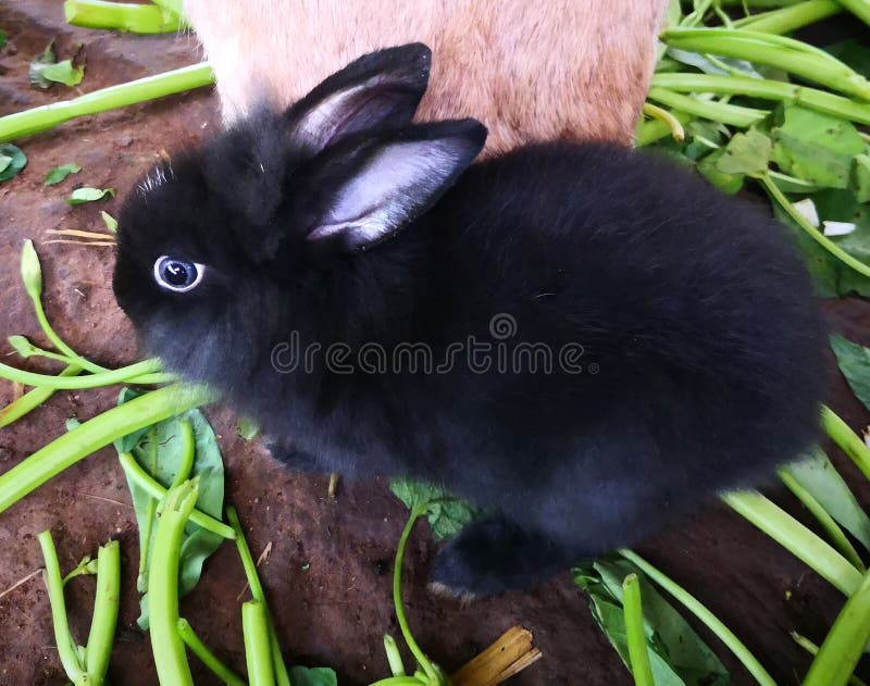 Cute black rabbit 02 stock image. Image of bunny, cottontail - 128467505
