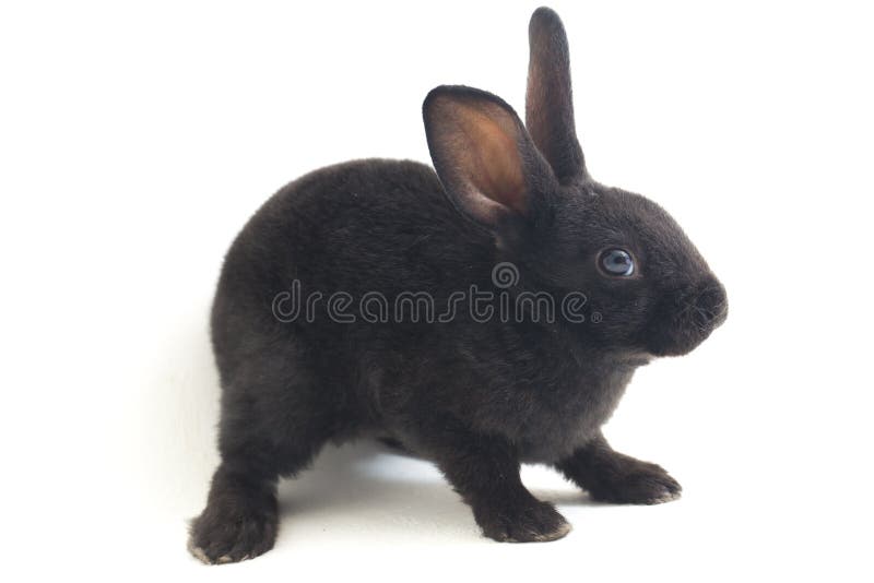 Cute Black Rex Rabbit Isolated on White Stock Photo - Image of domestic ...