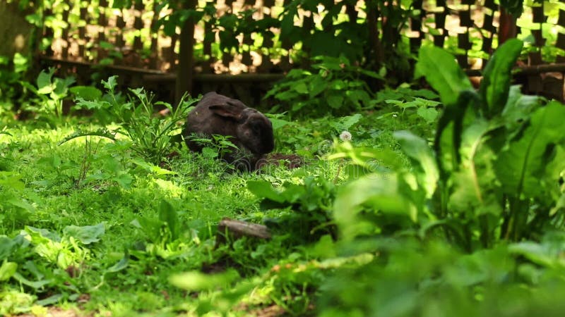 Cute Black Rabbit Playing in the Green Garden. Stock Video - Video of ...